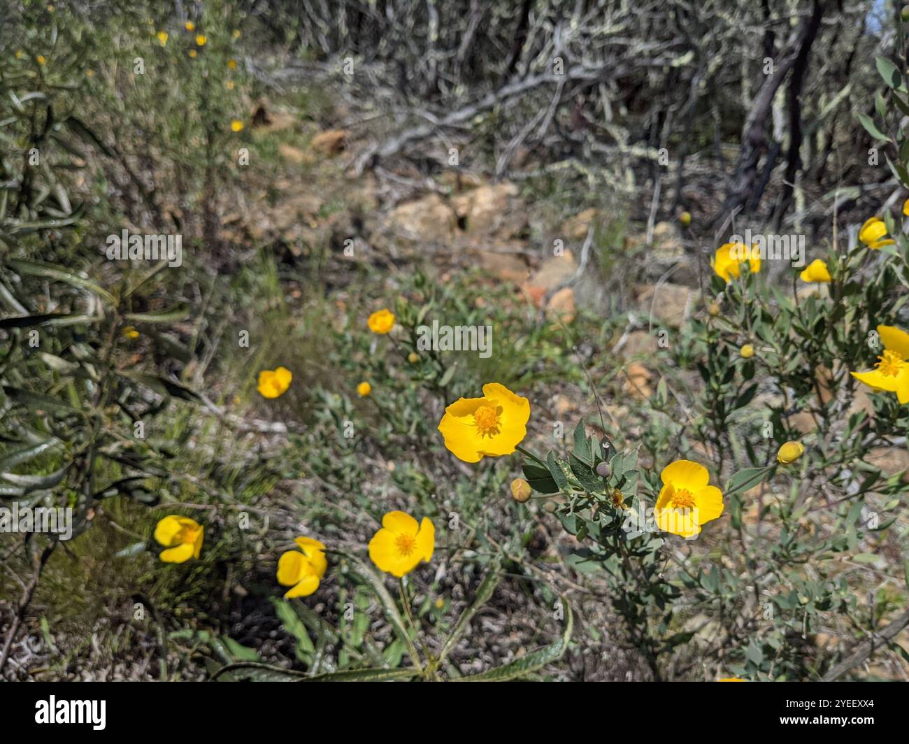 Bush Poppy (Dendromecon rigida Stock Photo - Alamy
