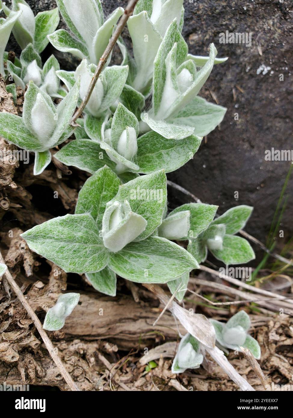 Littleleaf Silverback (Luina hypoleuca Stock Photo - Alamy