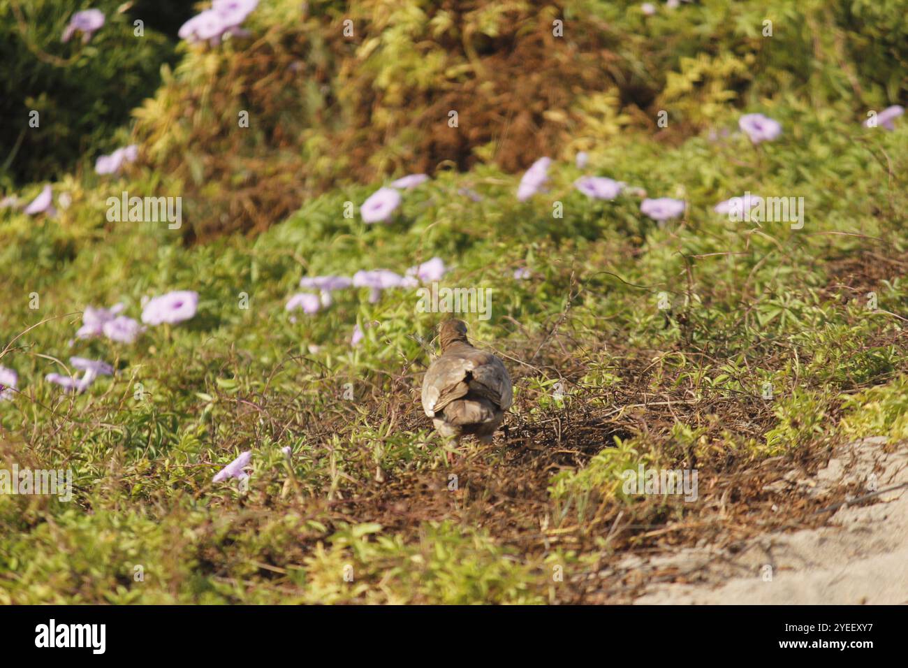 West peruvian dove hi-res stock photography and images - Alamy