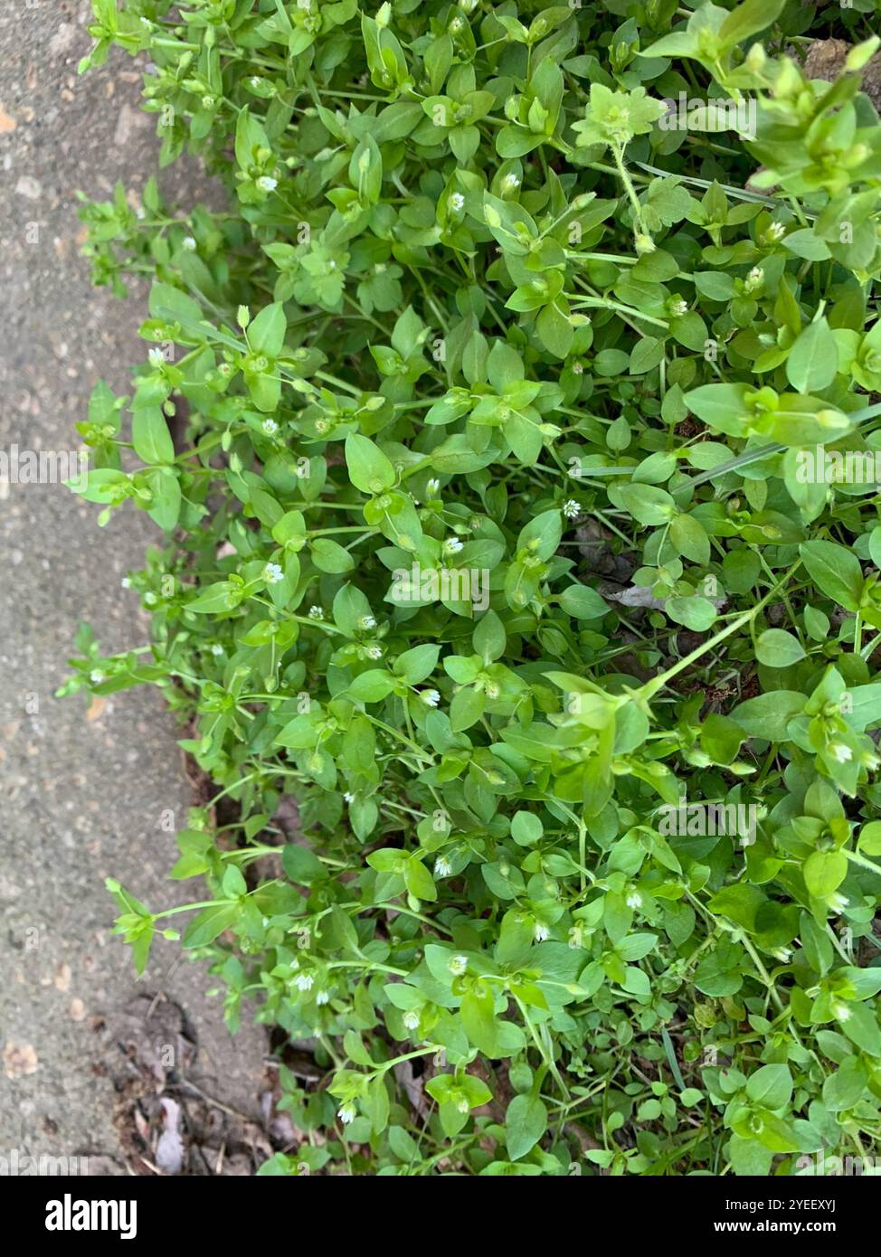 common chickweed (Stellaria media Stock Photo - Alamy