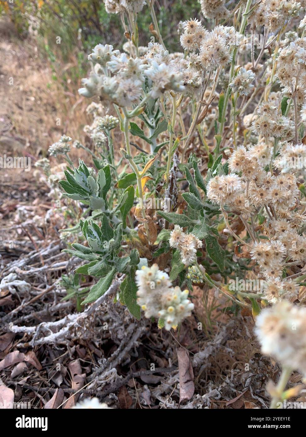 California cudweed (Pseudognaphalium californicum Stock Photo - Alamy