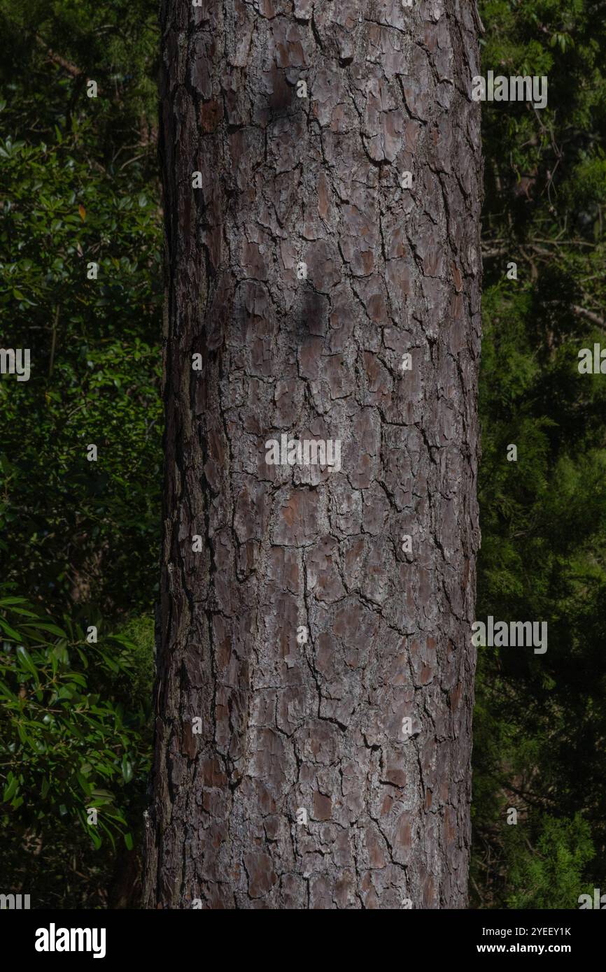loblolly pine (Pinus taeda Stock Photo - Alamy