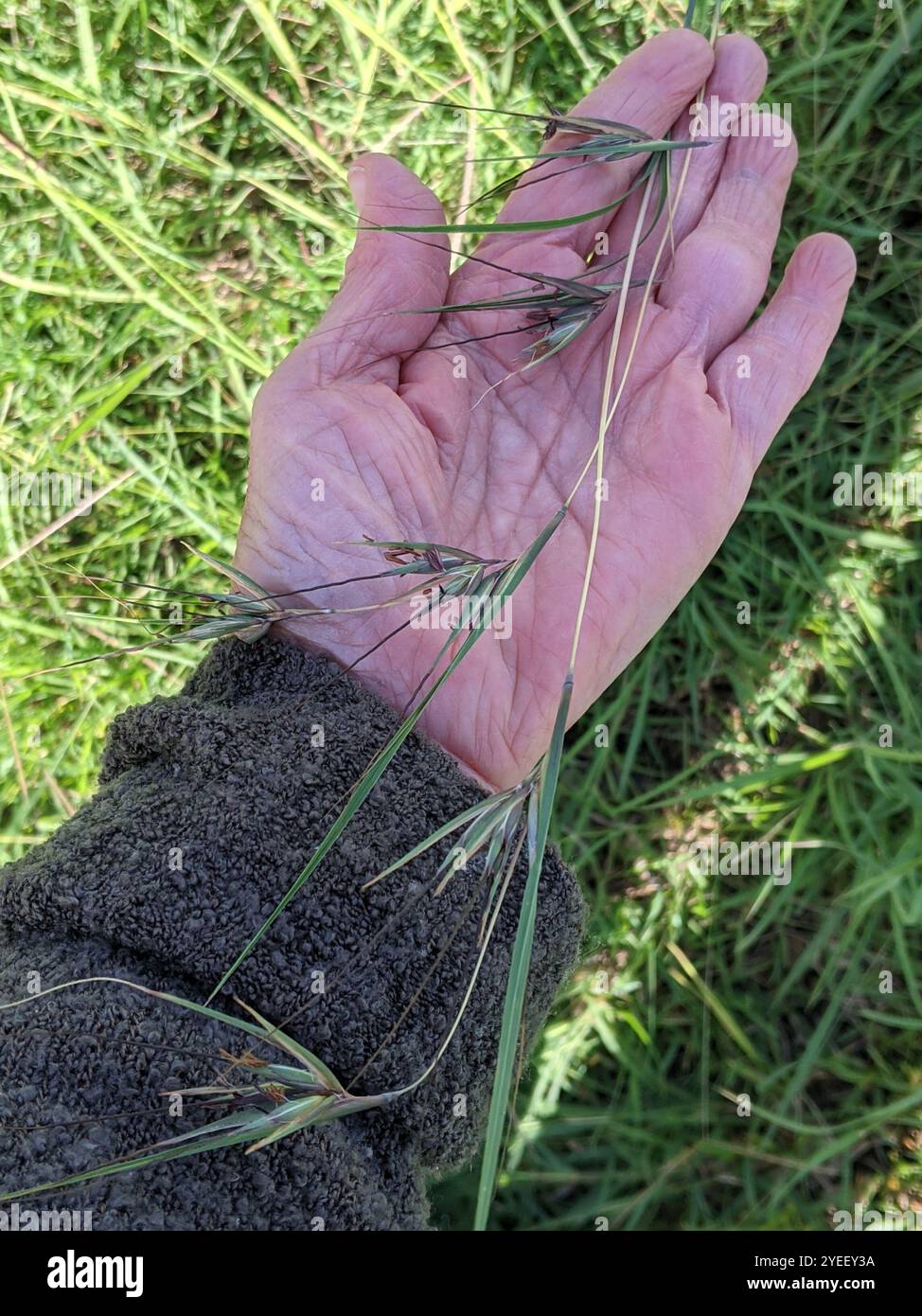 Themeda triandra hi-res stock photography and images - Alamy