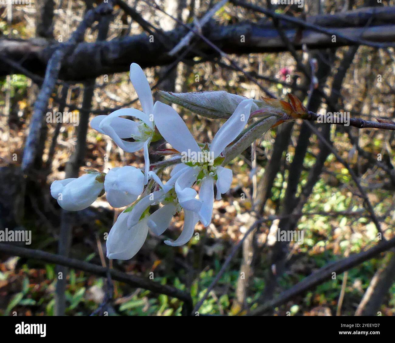 common serviceberry (Amelanchier arborea Stock Photo - Alamy