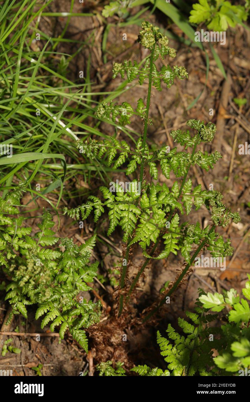 broad buckler-fern (Dryopteris dilatata Stock Photo - Alamy
