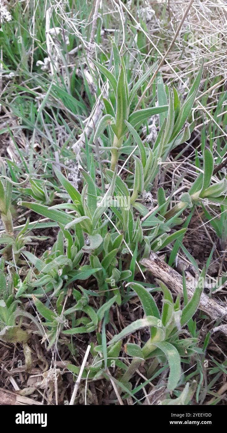 stoneseeds, puccoons, and gromwells (Lithospermum Stock Photo - Alamy
