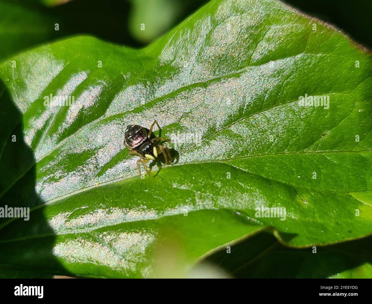 Copper sun jumper hi-res stock photography and images - Alamy