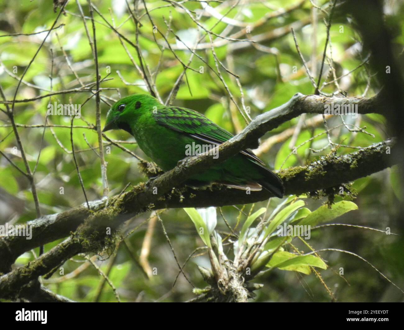 Calyptomena hi-res stock photography and images - Alamy