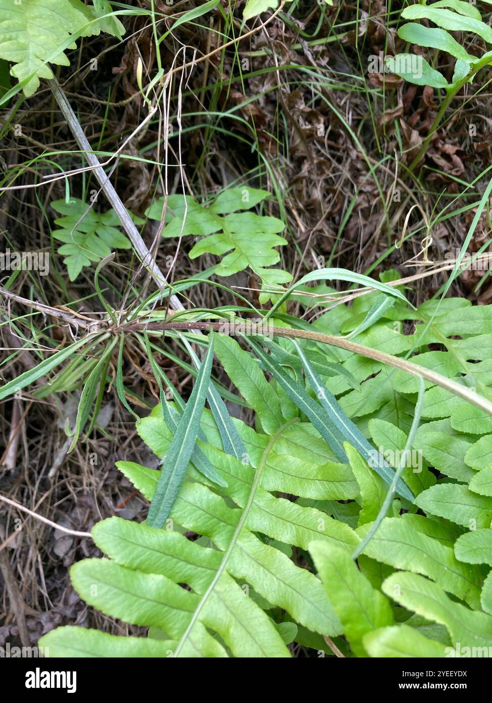 suffrutescent wallflower (Erysimum suffrutescens Stock Photo - Alamy
