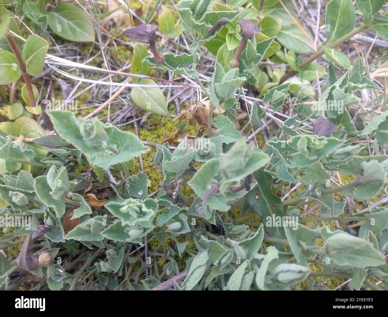 Spanish Birthwort (Aristolochia pistolochia Stock Photo - Alamy