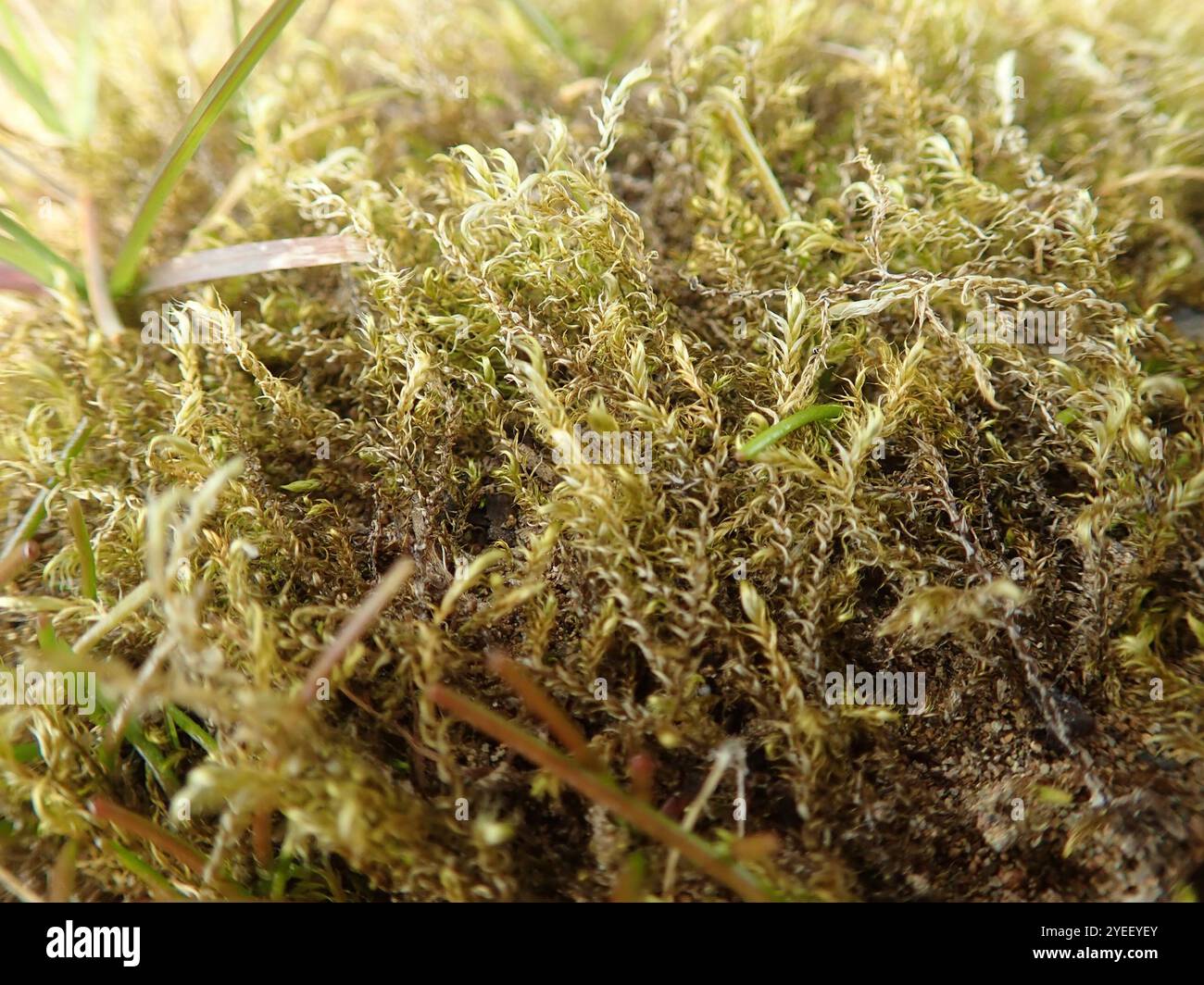 Kneiff's hook-moss (Drepanocladus aduncus Stock Photo - Alamy