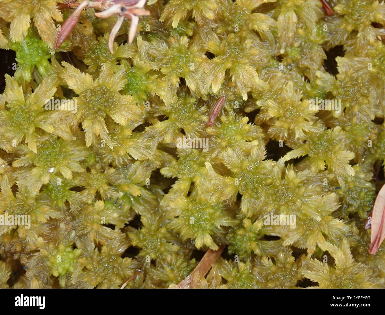 Sphagnum mosses (Sphagnum Stock Photo - Alamy