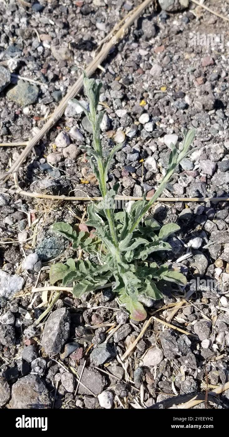 Maltese star-thistle (Centaurea melitensis Stock Photo - Alamy