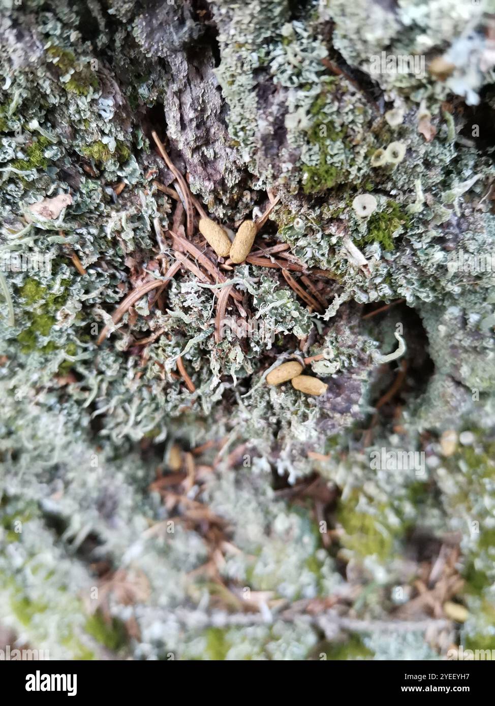Siberian Flying Squirrel (Pteromys volans Stock Photo - Alamy