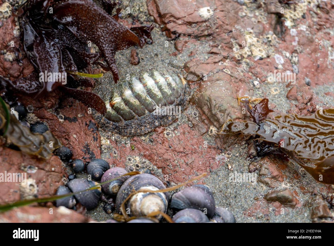 Black Tegula (Tegula funebralis Stock Photo - Alamy