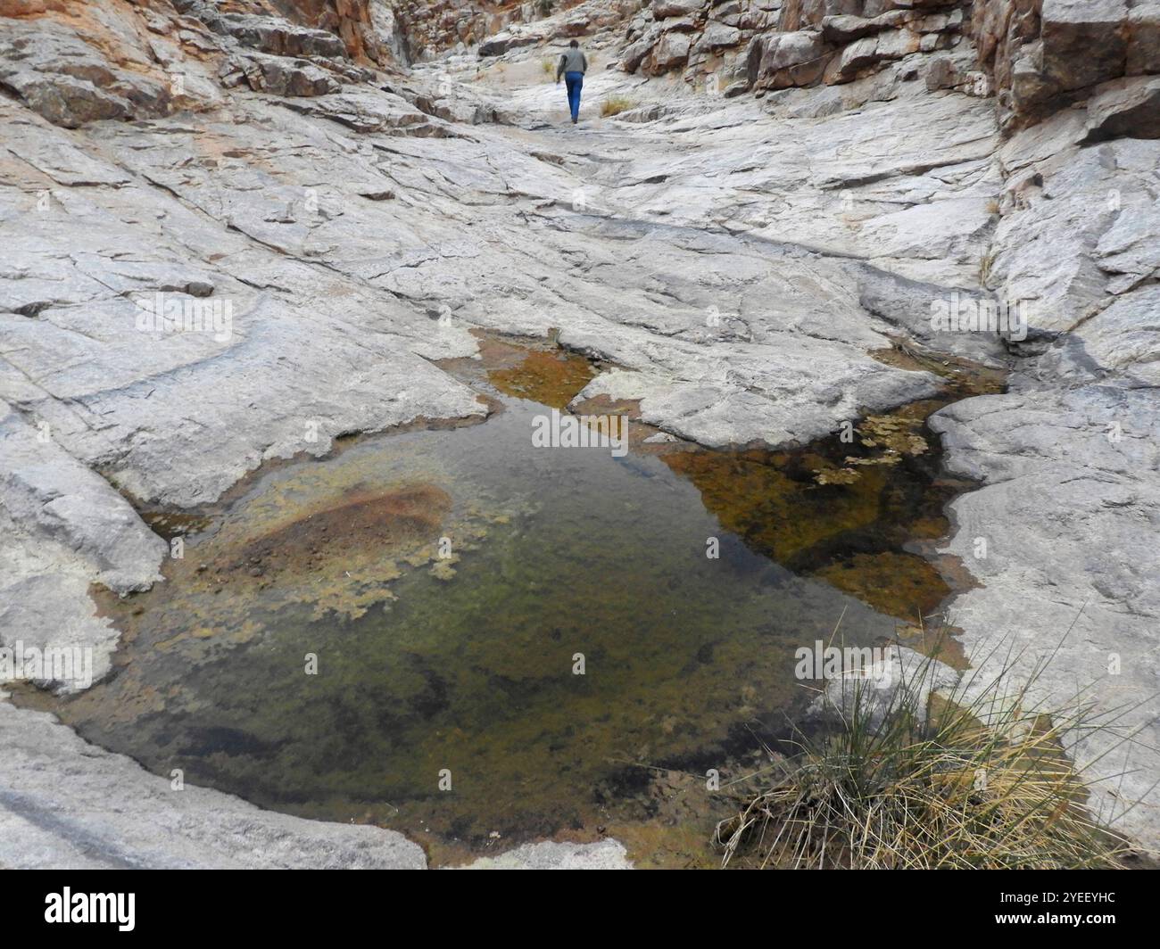 Phrynomantis hi-res stock photography and images - Alamy
