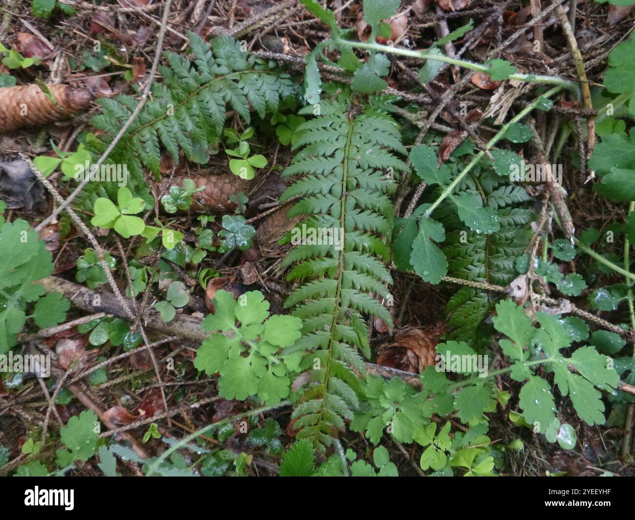 Polystichum aculeatum fern hi-res stock photography and images - Alamy