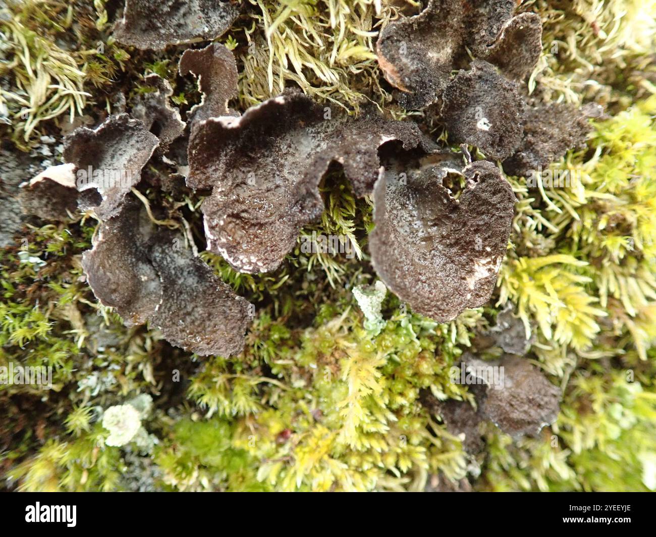 Moon Lichens (Sticta Stock Photo - Alamy