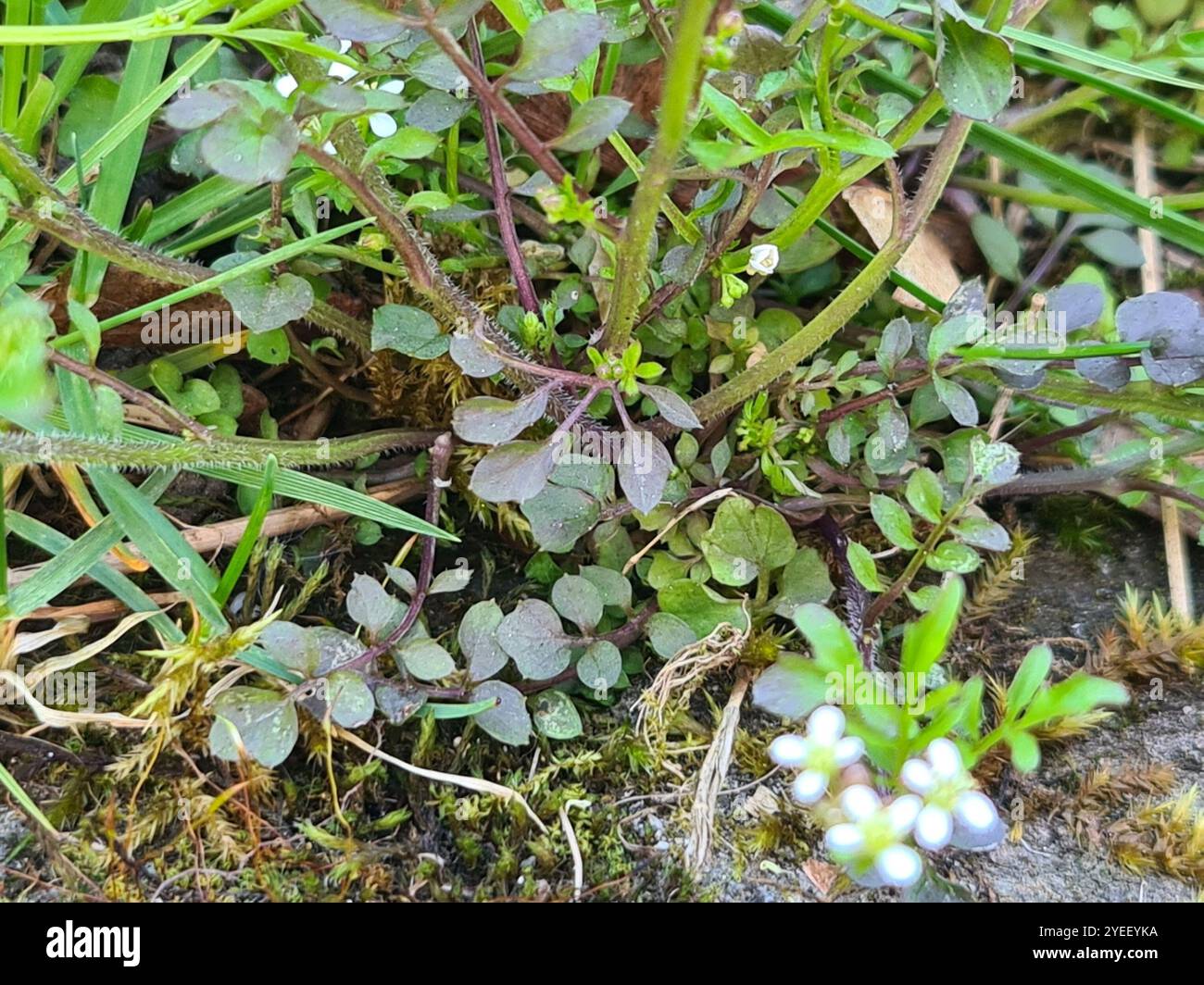 hairy bittercress (Cardamine hirsuta Stock Photo - Alamy