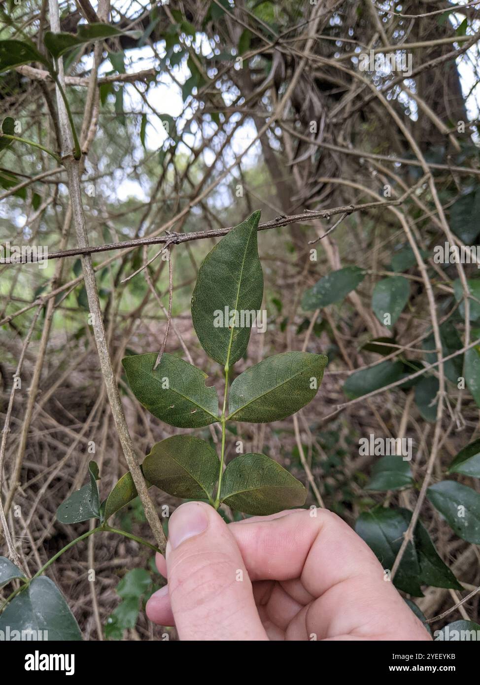 wonga vine (Pandorea pandorana Stock Photo - Alamy