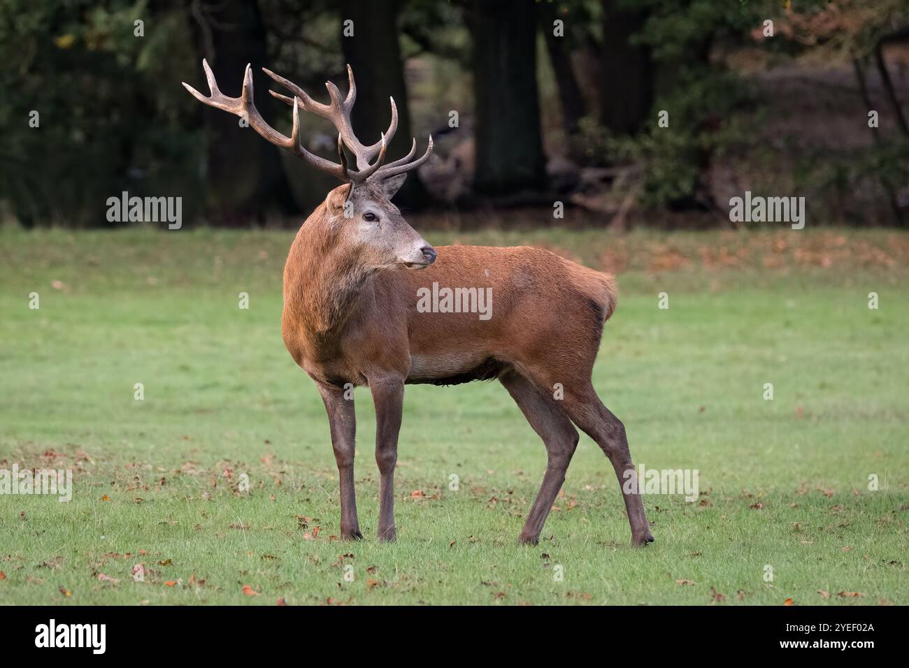 A close up portrait of a red deer stag as he stands on the grass. and ...