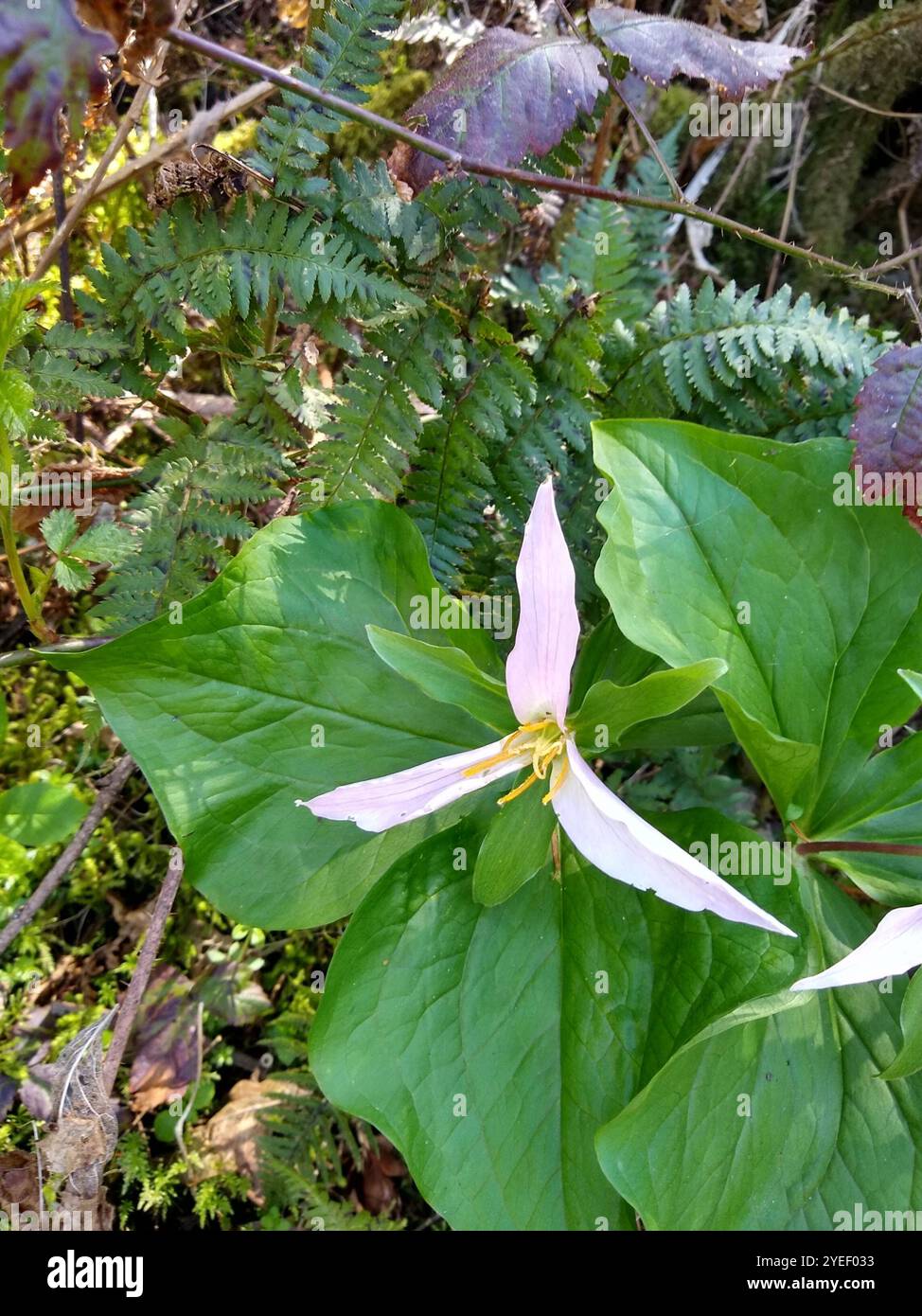 Pacific trillium (Trillium ovatum Stock Photo - Alamy