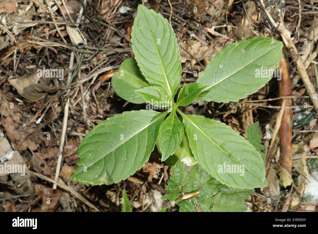 small balsam (Impatiens parviflora Stock Photo - Alamy
