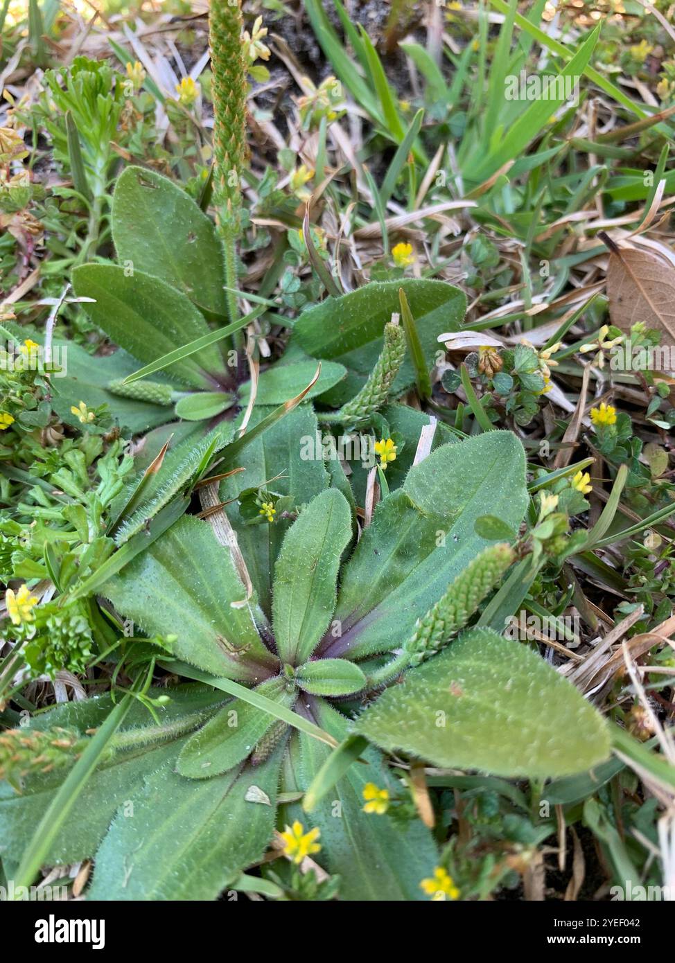 dwarf plantain (Plantago virginica Stock Photo - Alamy
