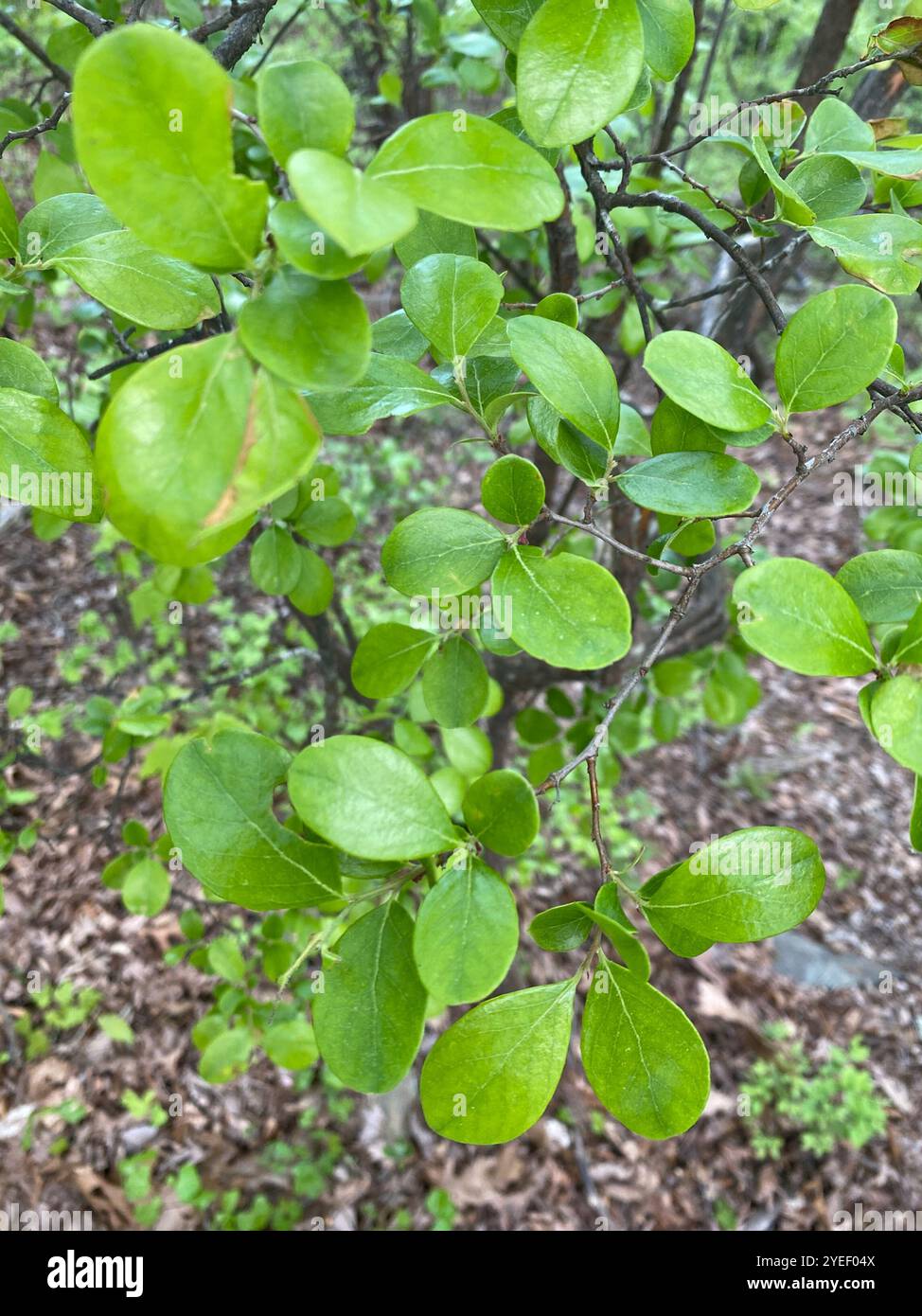 sparkleberry (Vaccinium arboreum Stock Photo - Alamy