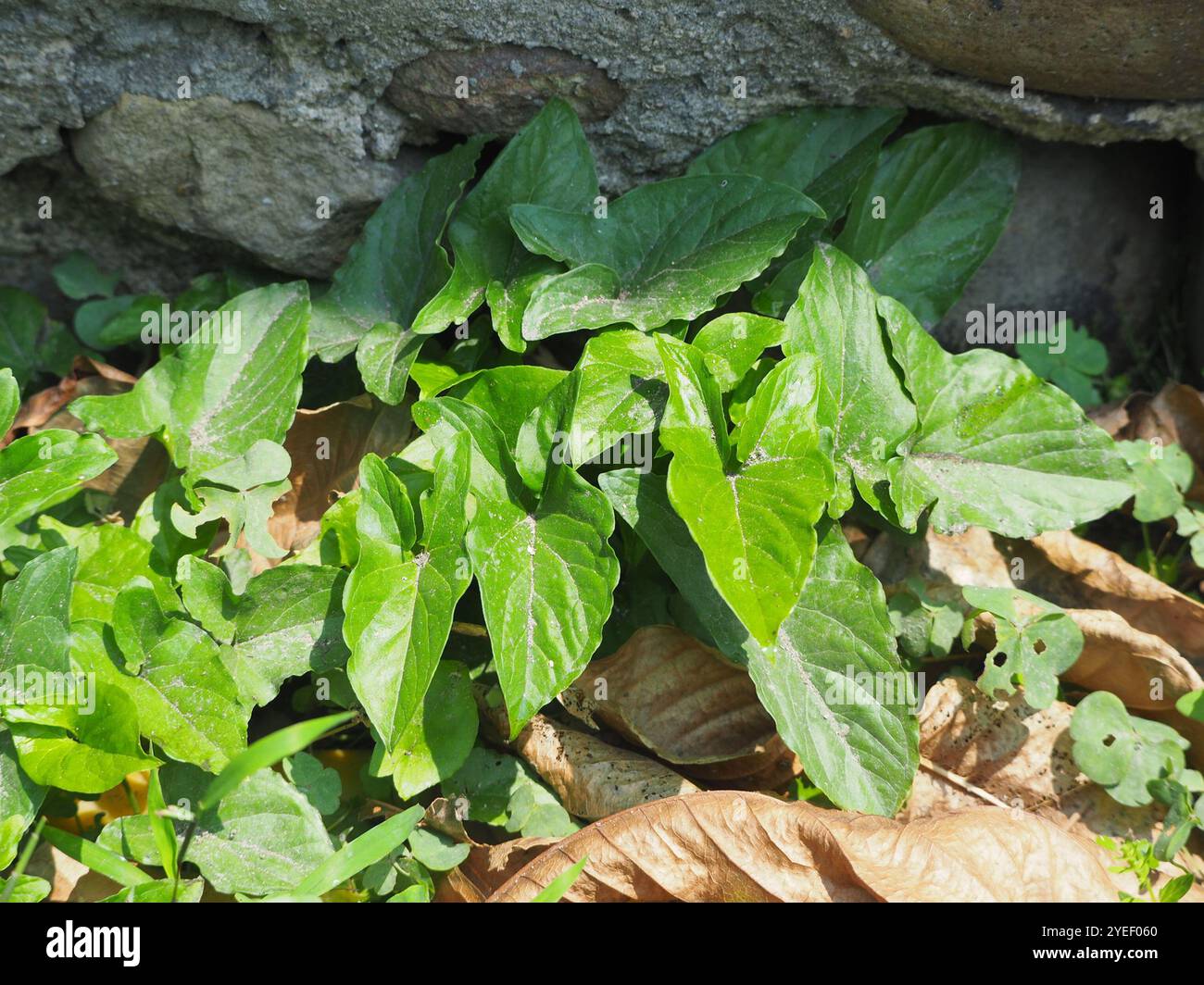 Typhonium hi-res stock photography and images - Alamy