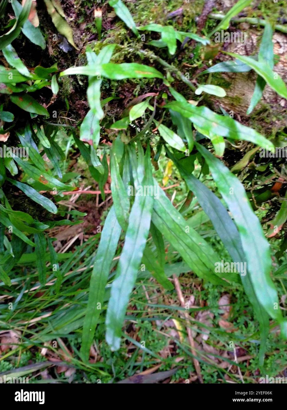 Fragrant Fern (Microsorum scandens Stock Photo - Alamy