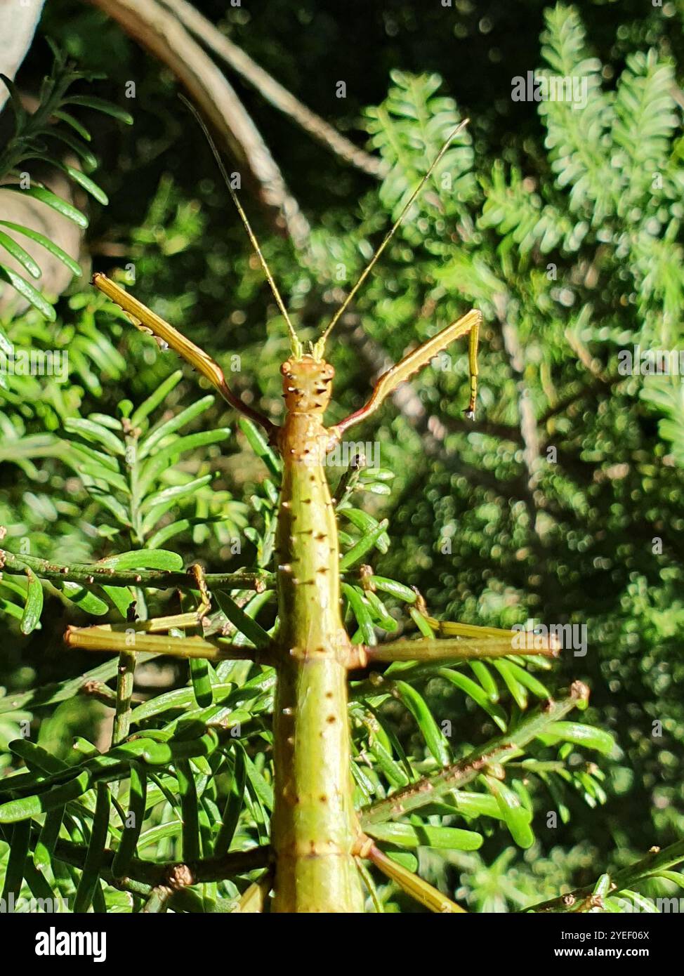 Acanthoxyla hi-res stock photography and images - Alamy