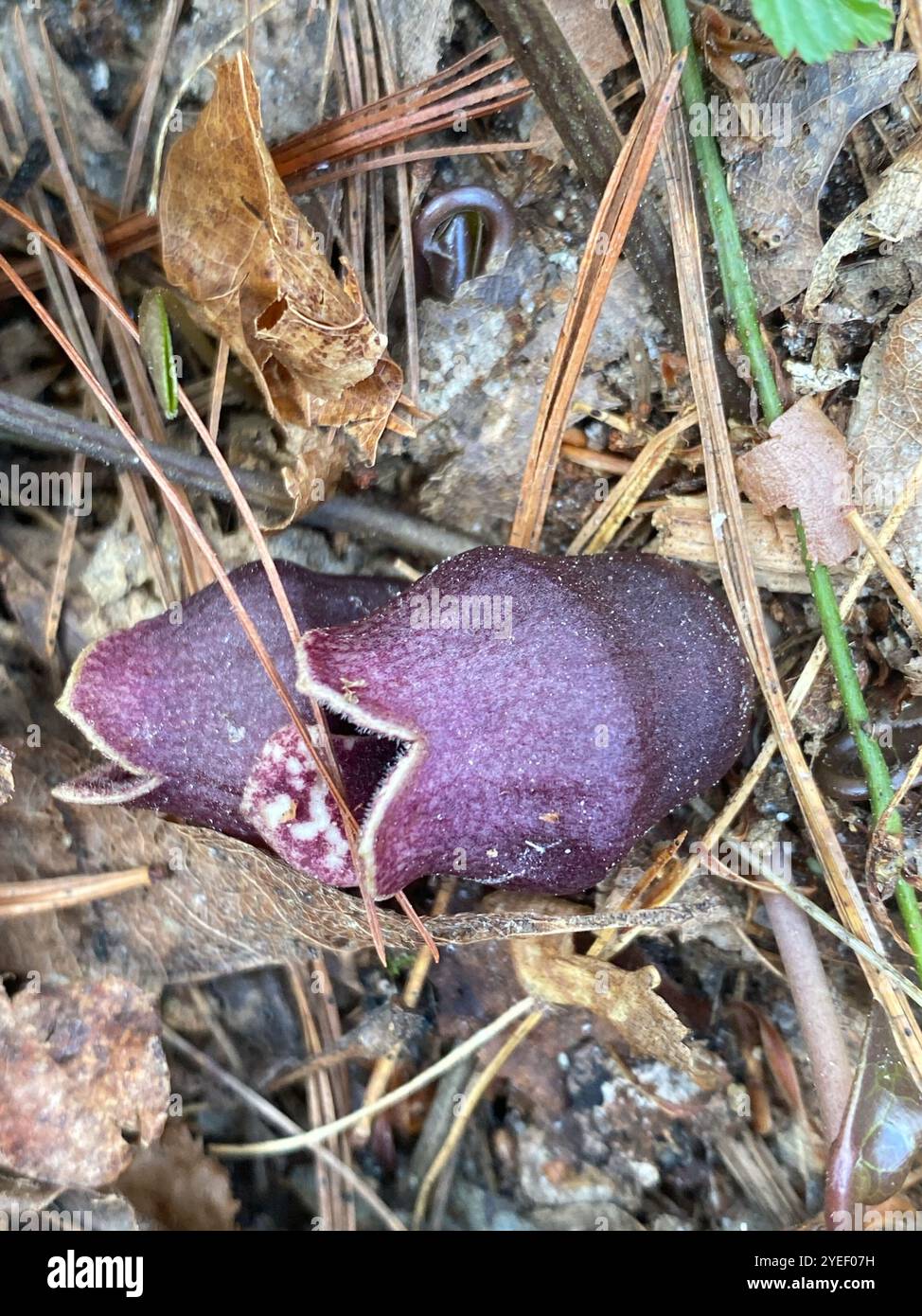 French Broad heartleaf (Hexastylis rhombiformis Stock Photo - Alamy