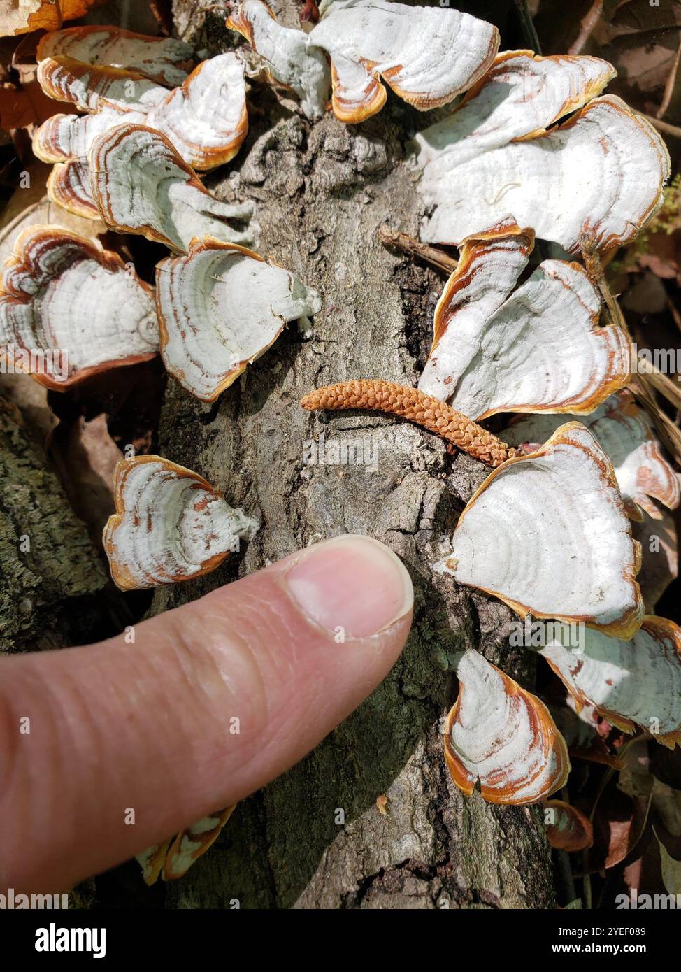 Stereum lobatum hi-res stock photography and images - Alamy