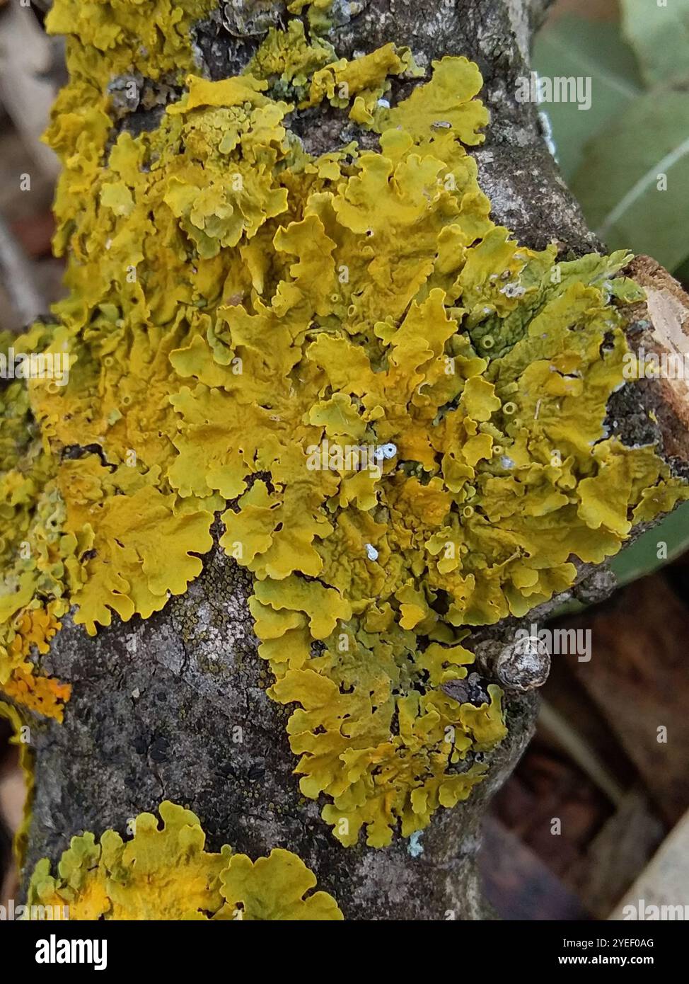 Common Sunburst Lichen (Xanthoria parietina Stock Photo - Alamy