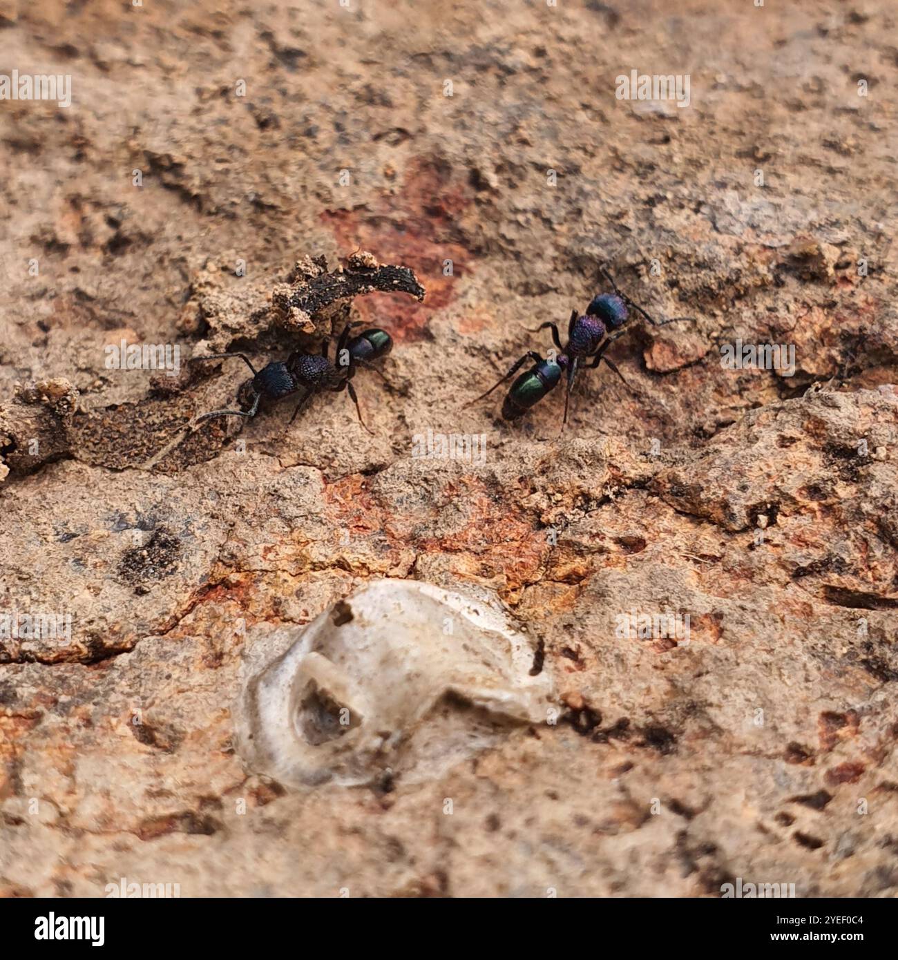 Green-head Ant (Rhytidoponera metallica Stock Photo - Alamy