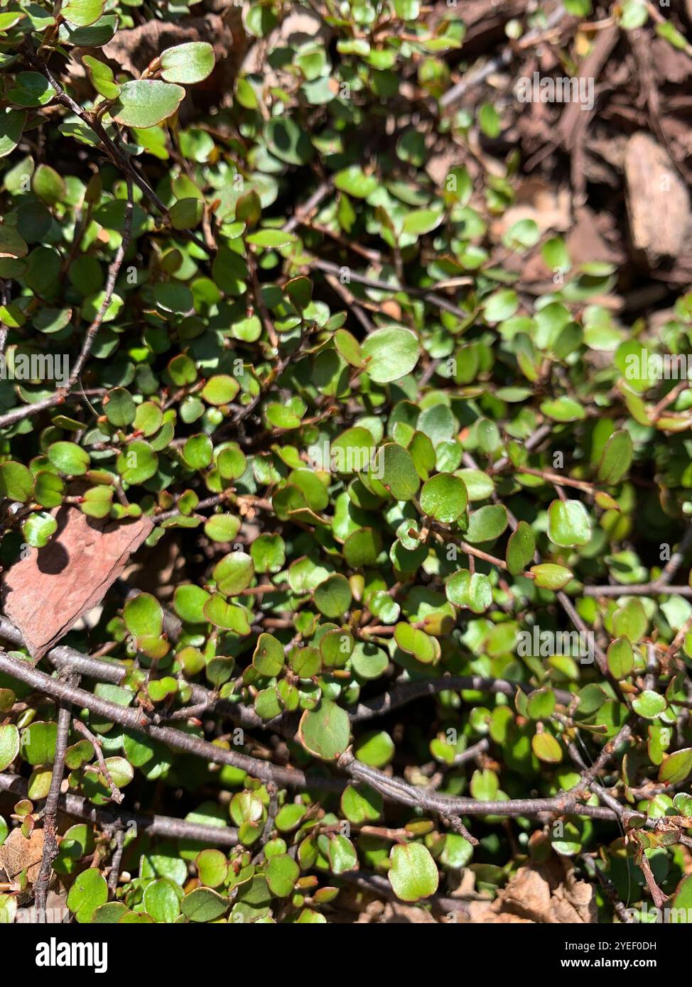 Creeping Wire Vine (Muehlenbeckia axillaris Stock Photo - Alamy