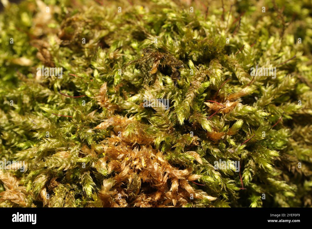 Rough-stalked Feather-moss (Brachythecium rutabulum Stock Photo - Alamy