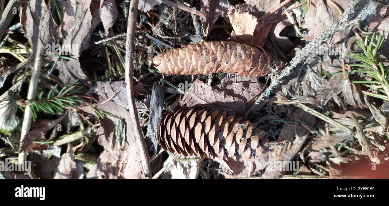 Siberian spruce (Picea obovata Stock Photo - Alamy
