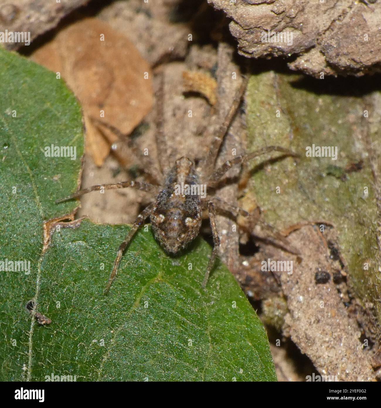 Nursery Web Spiders (Pisauridae Stock Photo - Alamy