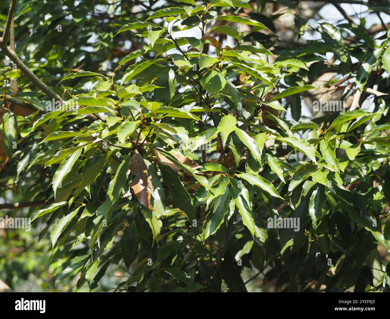 ring-cupped oak (Quercus glauca Stock Photo - Alamy