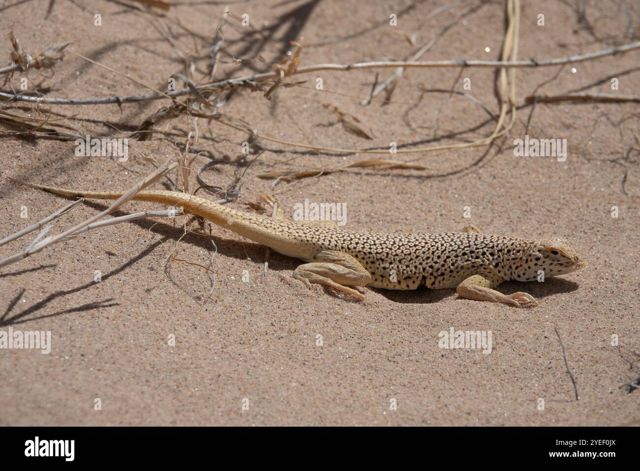 Mojave Fringe-toed Lizard (Uma scoparia Stock Photo - Alamy