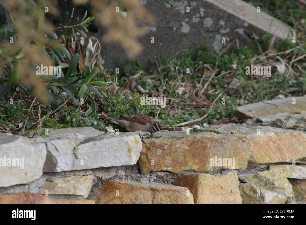 Western Cape Bunting (Emberiza capensis capensis Stock Photo - Alamy