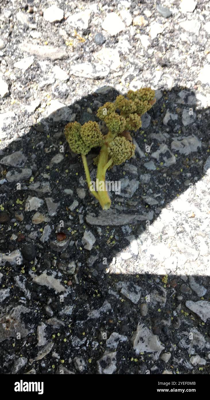 sweetgum family (Altingiaceae Stock Photo - Alamy