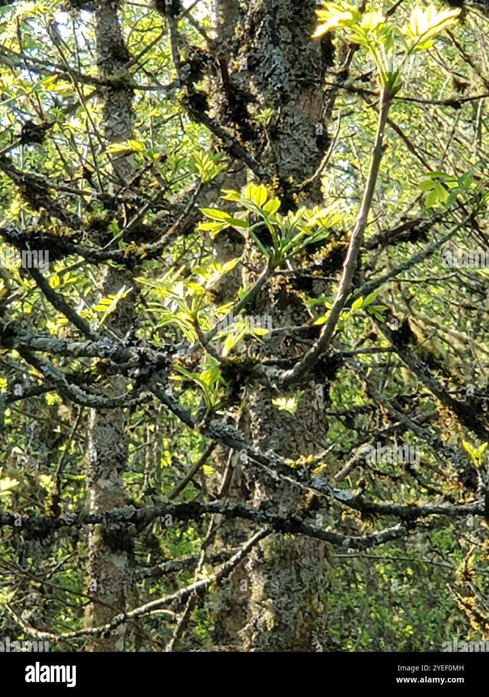 Oregon Ash (Fraxinus latifolia Stock Photo - Alamy
