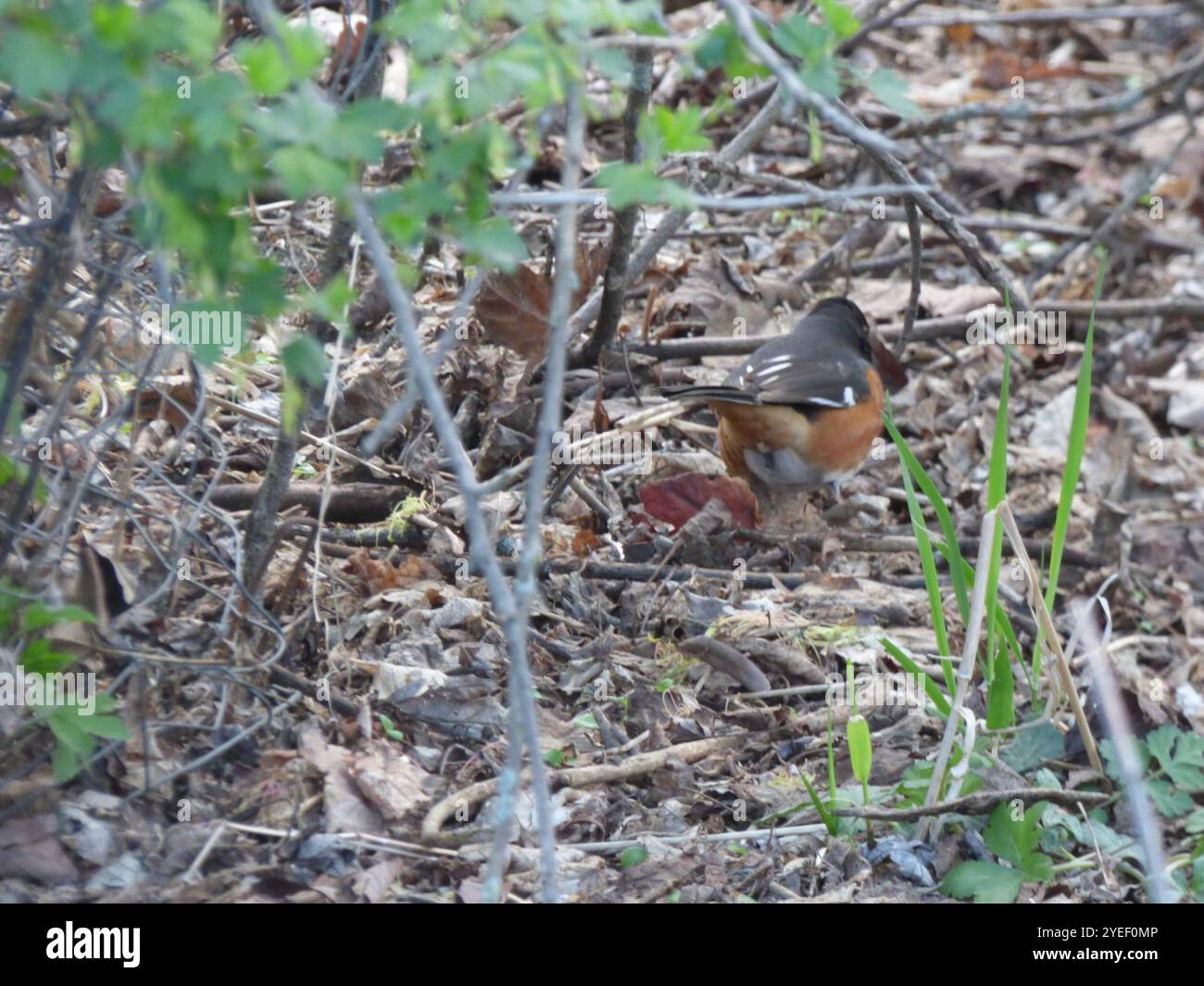 Eastern Towhee (Pipilo erythrophthalmus Stock Photo - Alamy