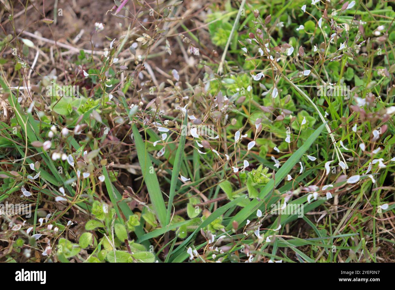 Common Whitlowgrass (Draba verna Stock Photo - Alamy