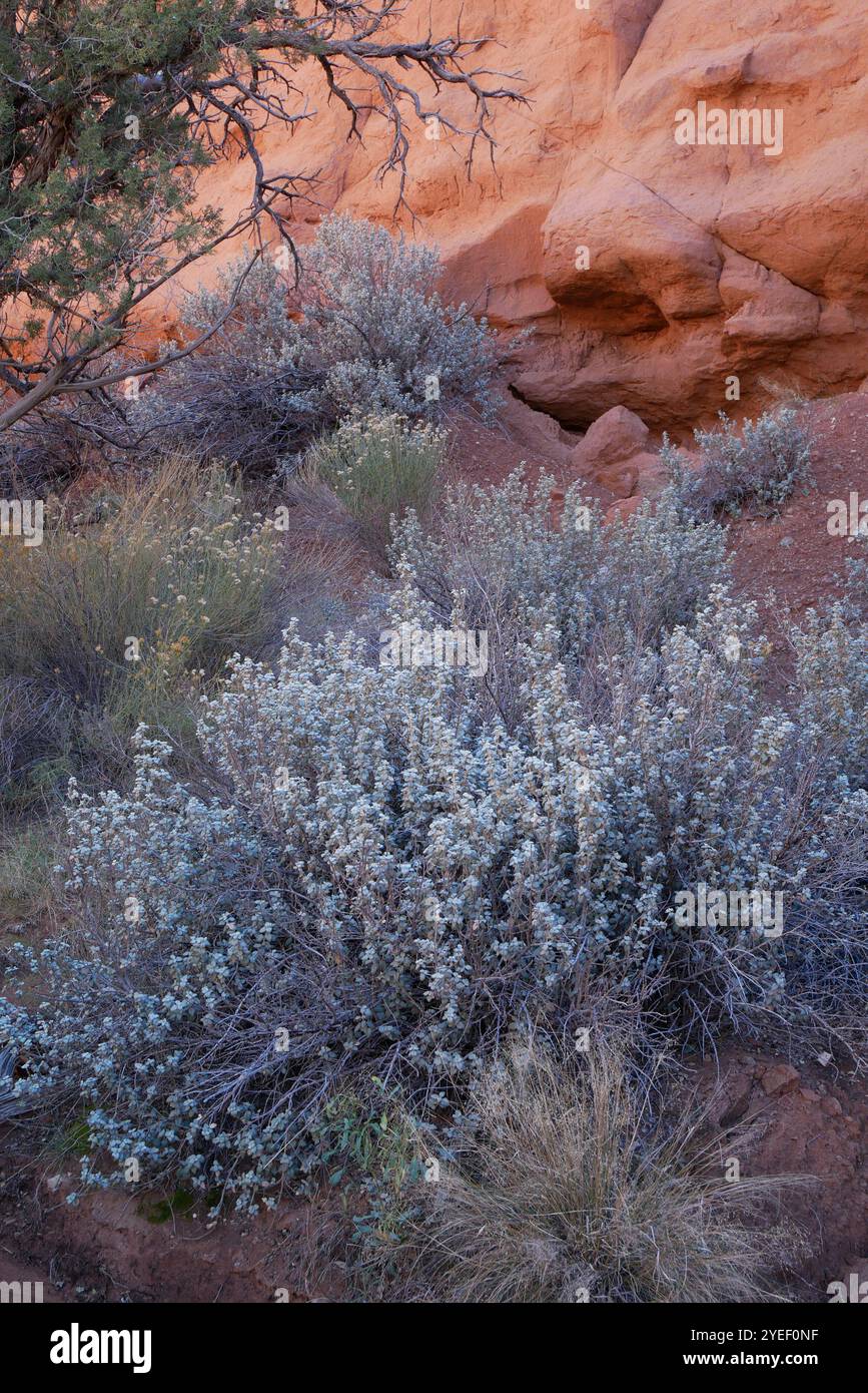 Succulents growing in sandstone box canyon, Kodachrome Basin State Park ...