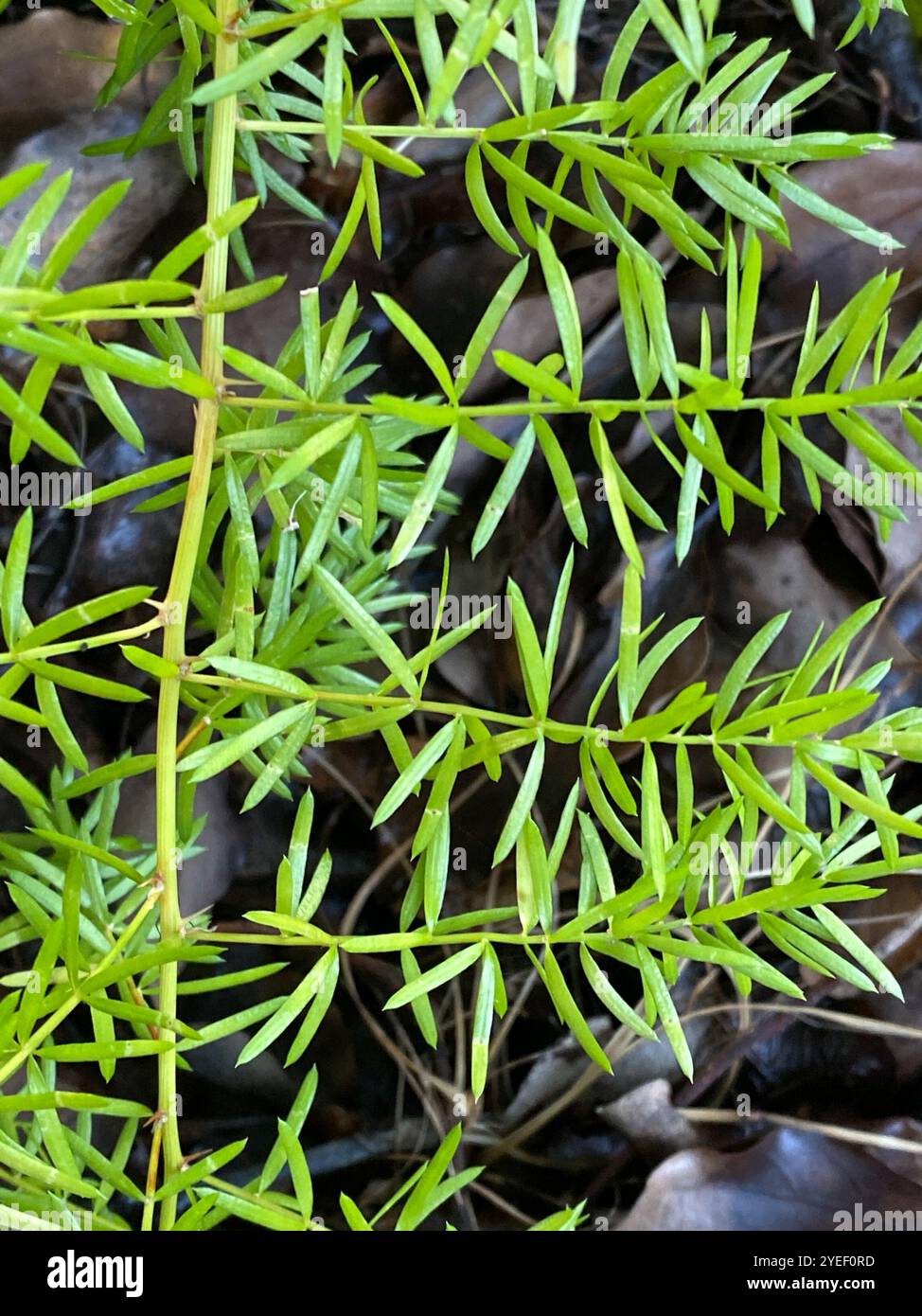 African Asparagus (Asparagus aethiopicus Stock Photo - Alamy