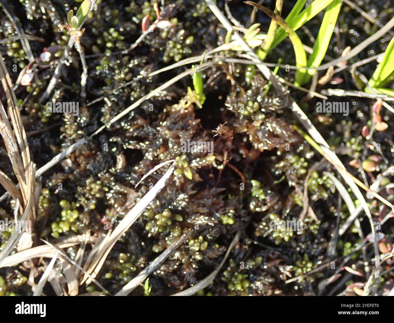 Papillose Peatmoss (Sphagnum papillosum Stock Photo - Alamy